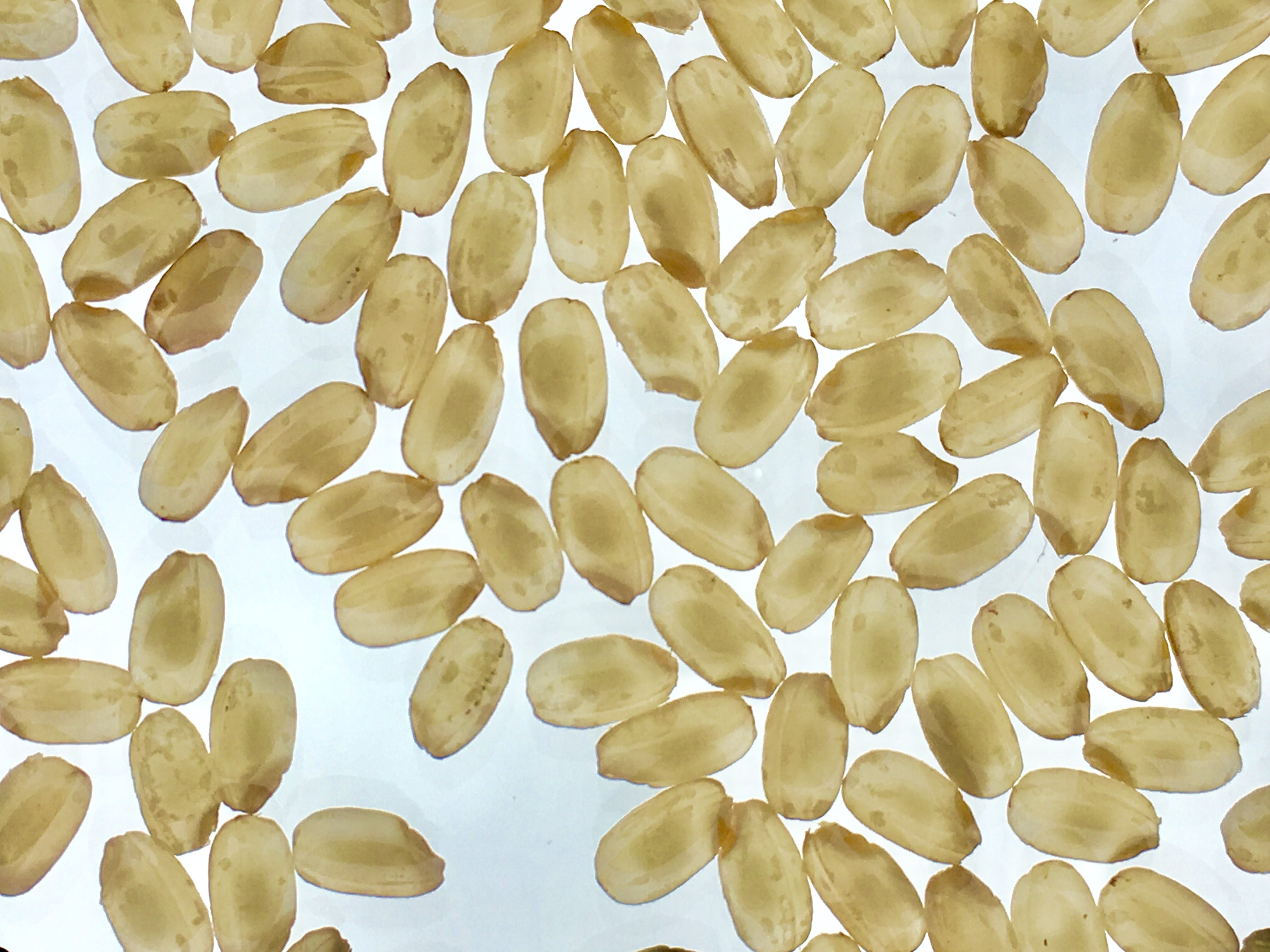 America's Premier Sake Store — True Sake